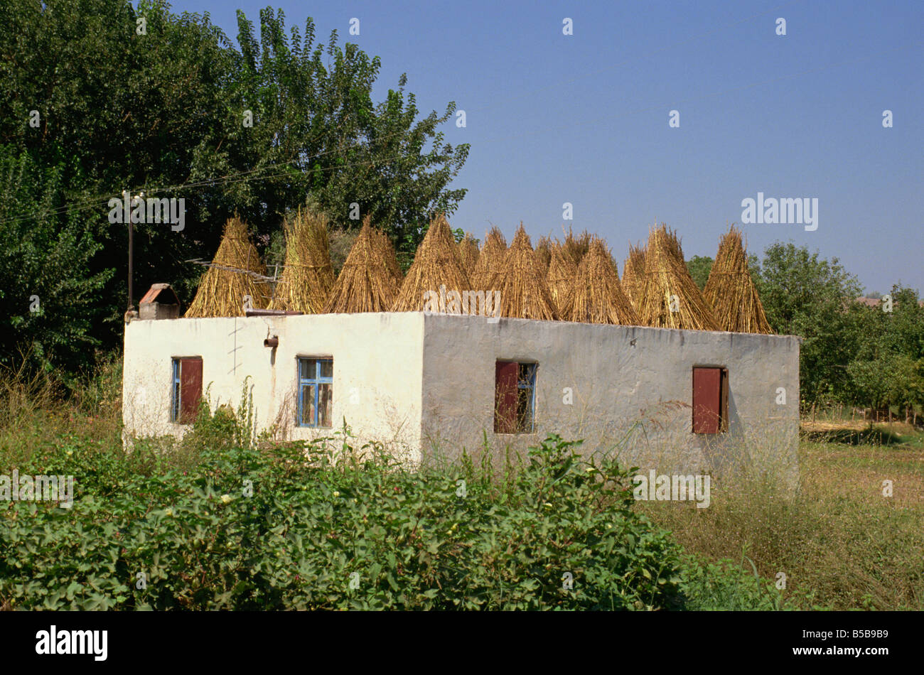 Rooftop used to dry cereal crops, for fodder, Anatolia, Turkey Minor ...