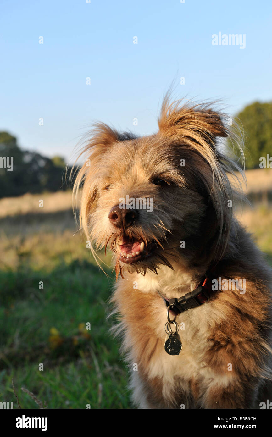 Cute, fluffy, unusual k9 dog in relaxed pose with adorable fluffy ears ...