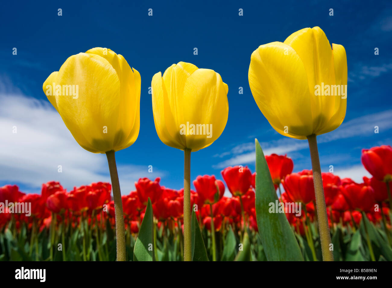 Rich array hi-res stock photography and images - Alamy
