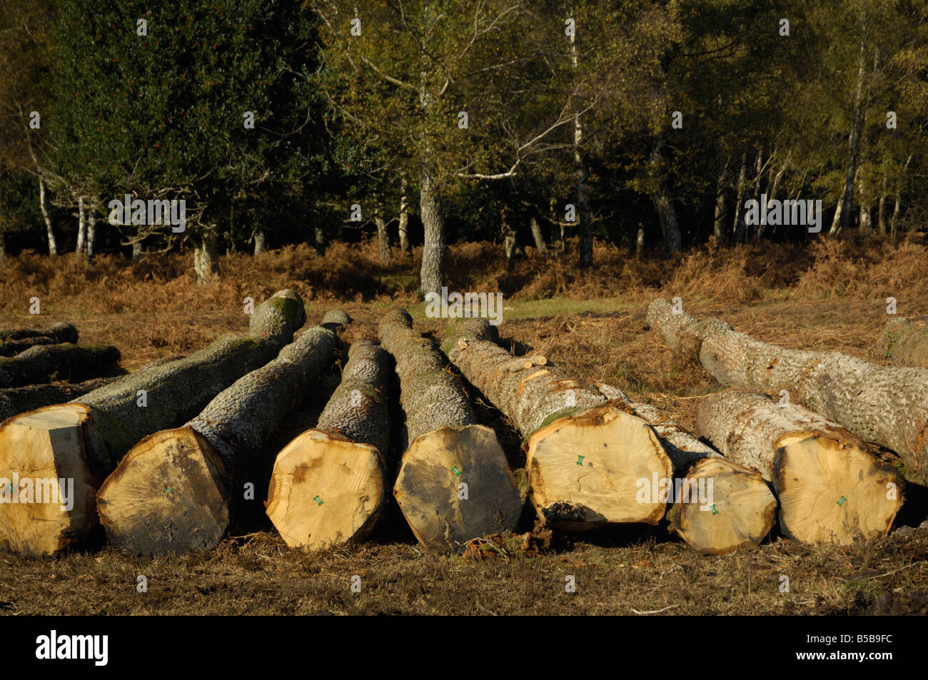 Felled forest hi-res stock photography and images - Alamy