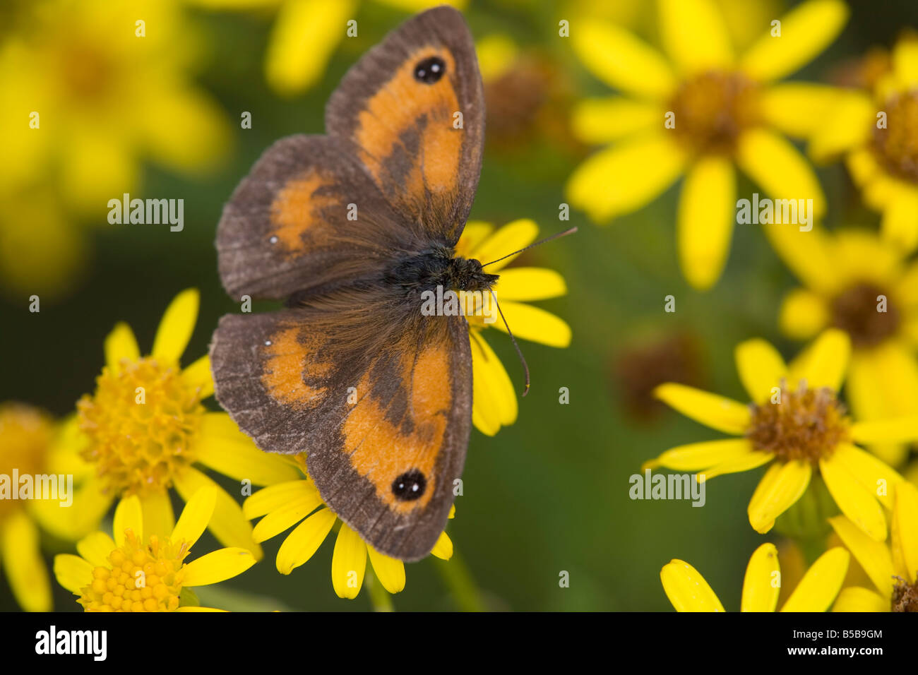 Tithonus hi-res stock photography and images - Alamy