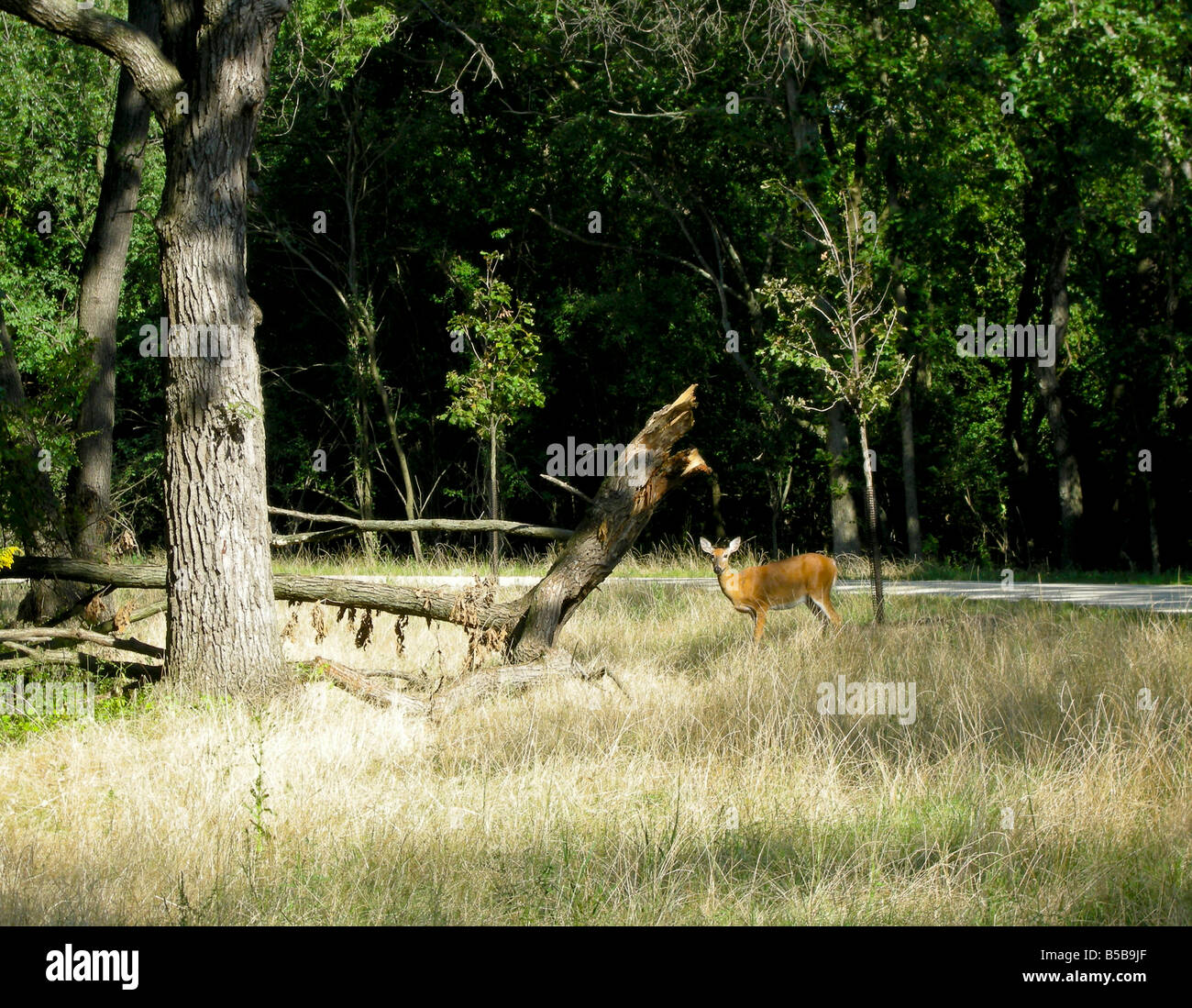 Deer & tree-line Stock Photo - Alamy