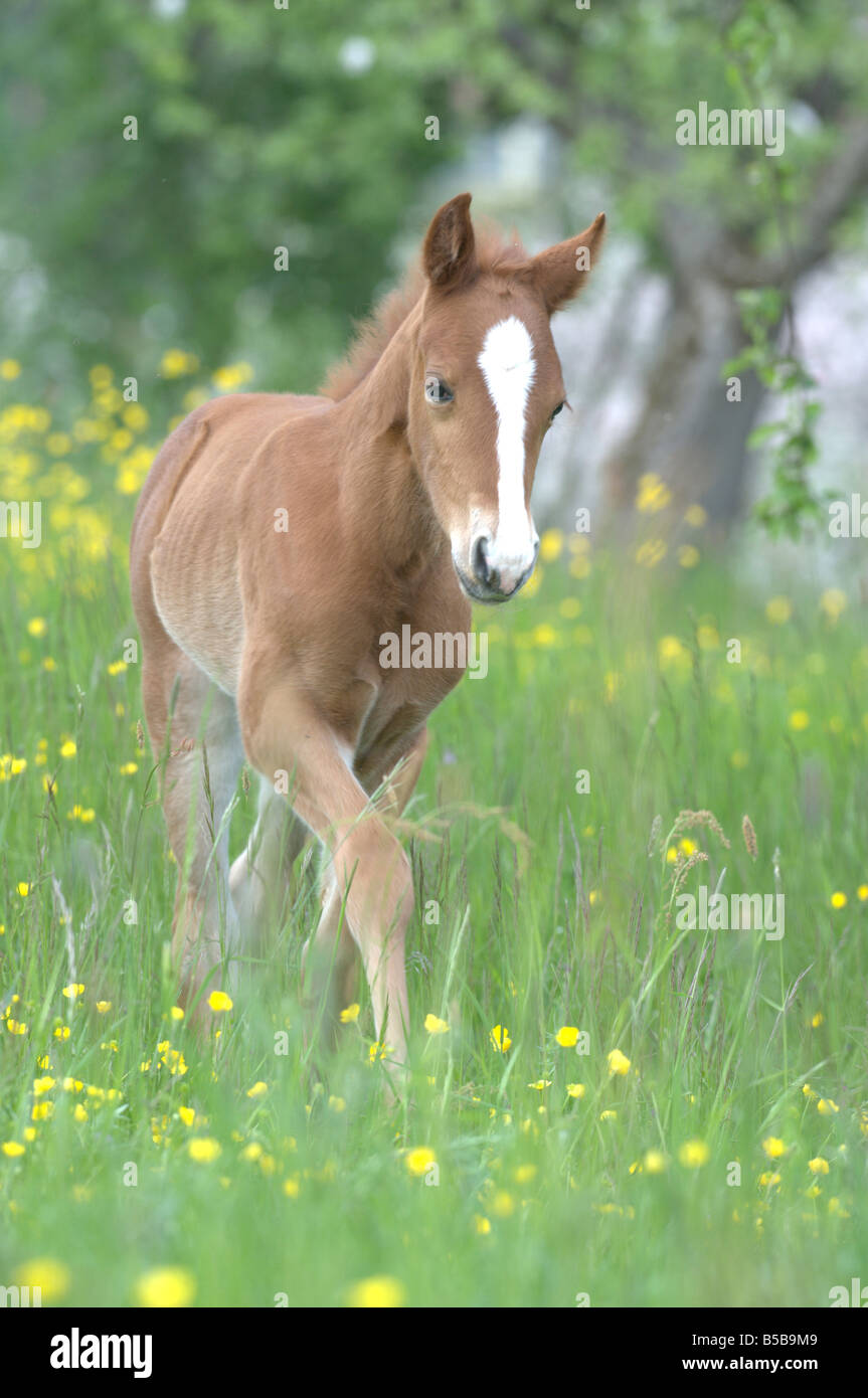 Missouri fox trotter horse hi-res stock photography and images - Alamy