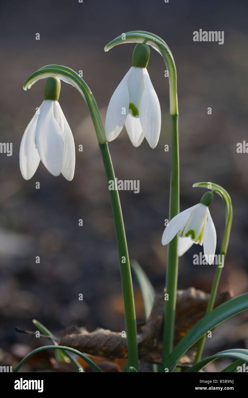 Three snowdrops in spring Stock Photo - Alamy
