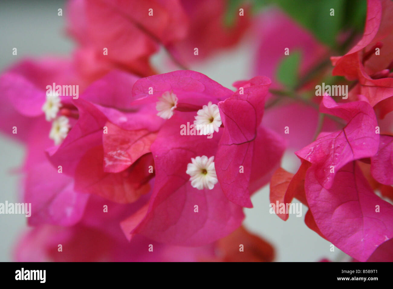 Exotic pink blooms hi-res stock photography and images - Alamy