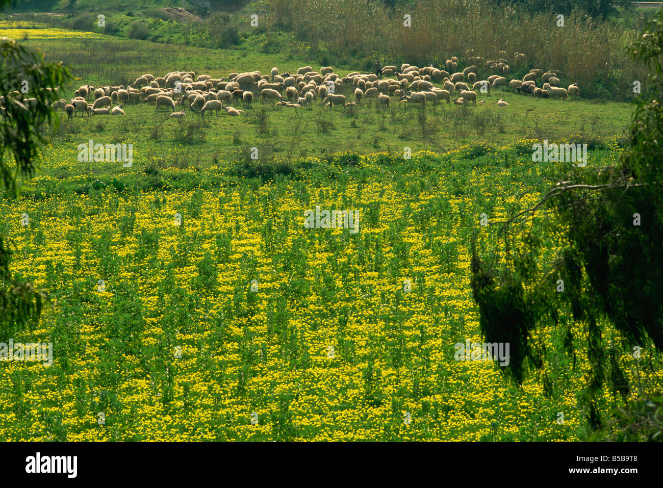 Sheep grazing among wild flowers near Faro Airport Algarve Portugal ...
