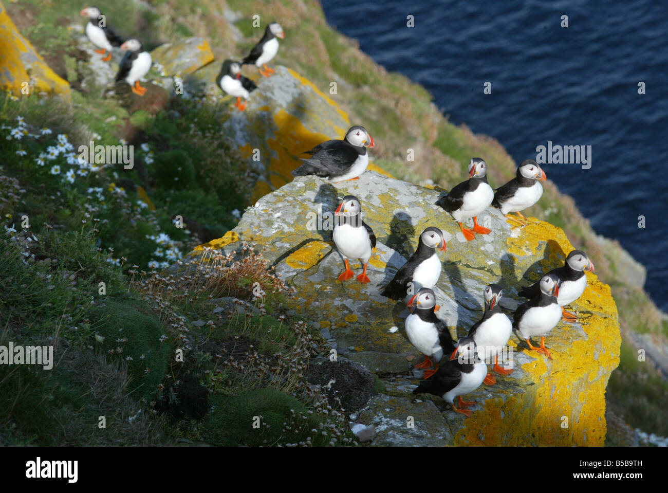 Puffin colonies on the cliffs at Sumburgh Head Shetland Stock Photo - Alamy