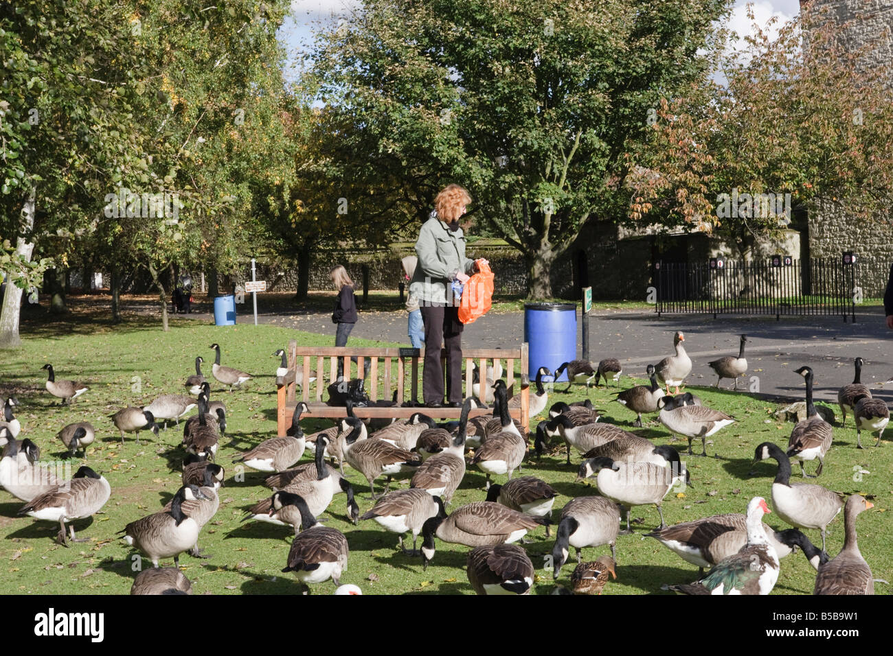 A Woman Visitor stands on a bench and feeds the geese and ducks at ...