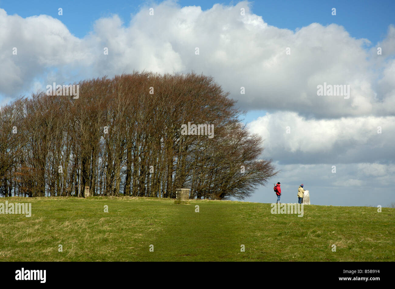 Small copse of beech trees on Win Green, with toposcope, trig point and ...