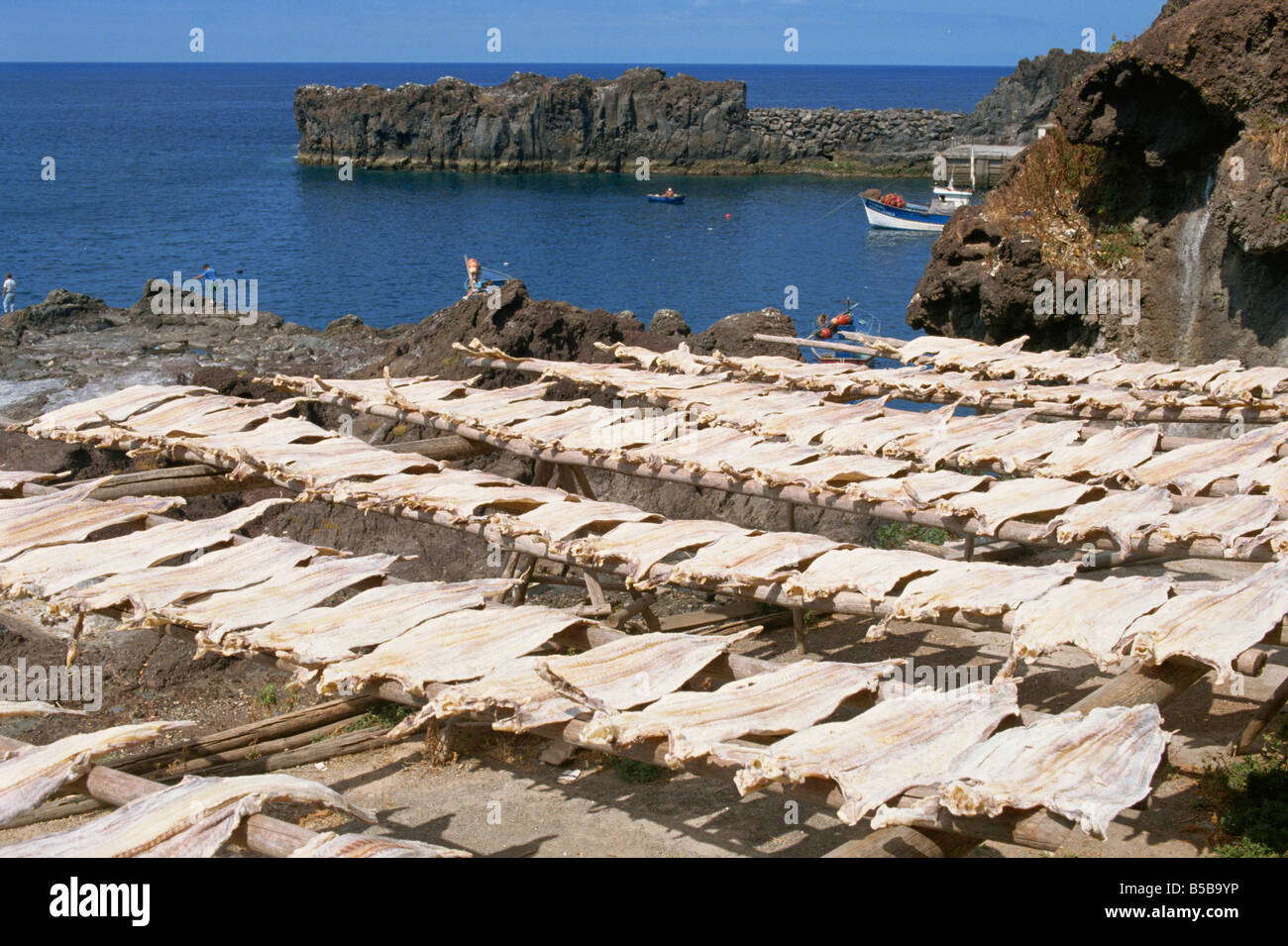 Fishes of madeira hi-res stock photography and images - Alamy