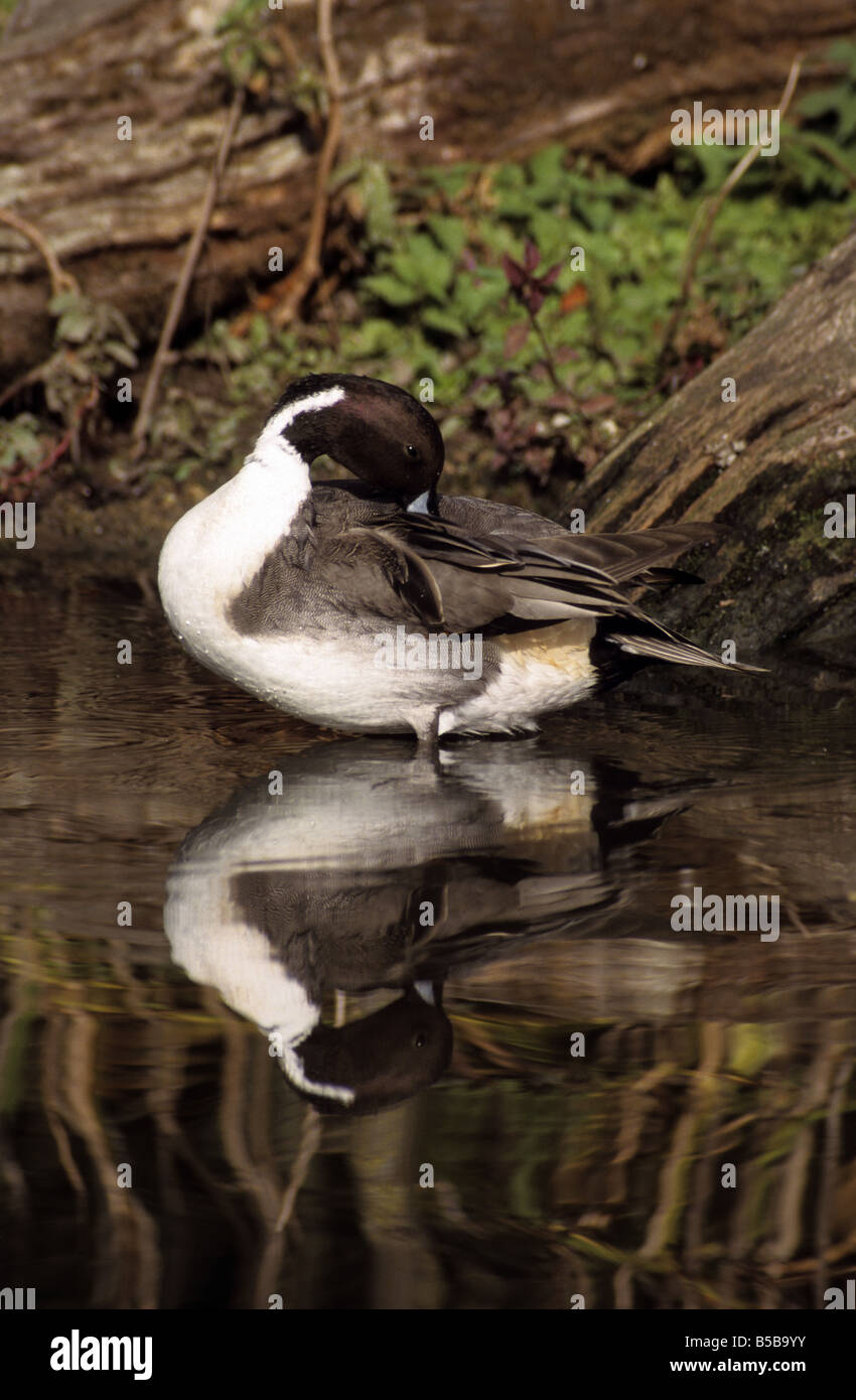 Pintail duck male preening hi-res stock photography and images - Alamy