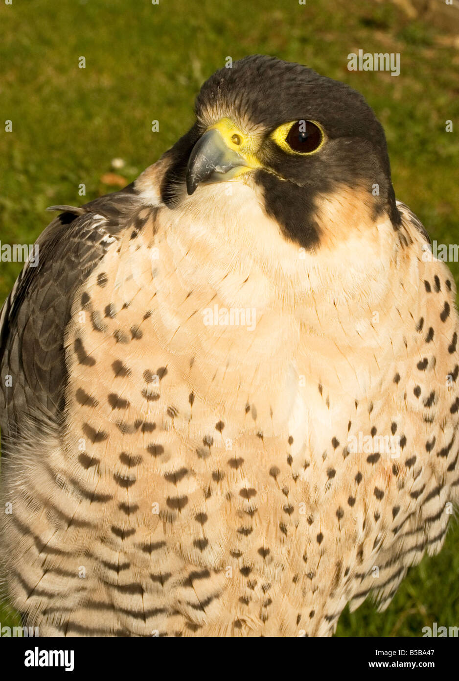 Peregrine/Lanner Hybrid Falcon Stock Photo - Alamy