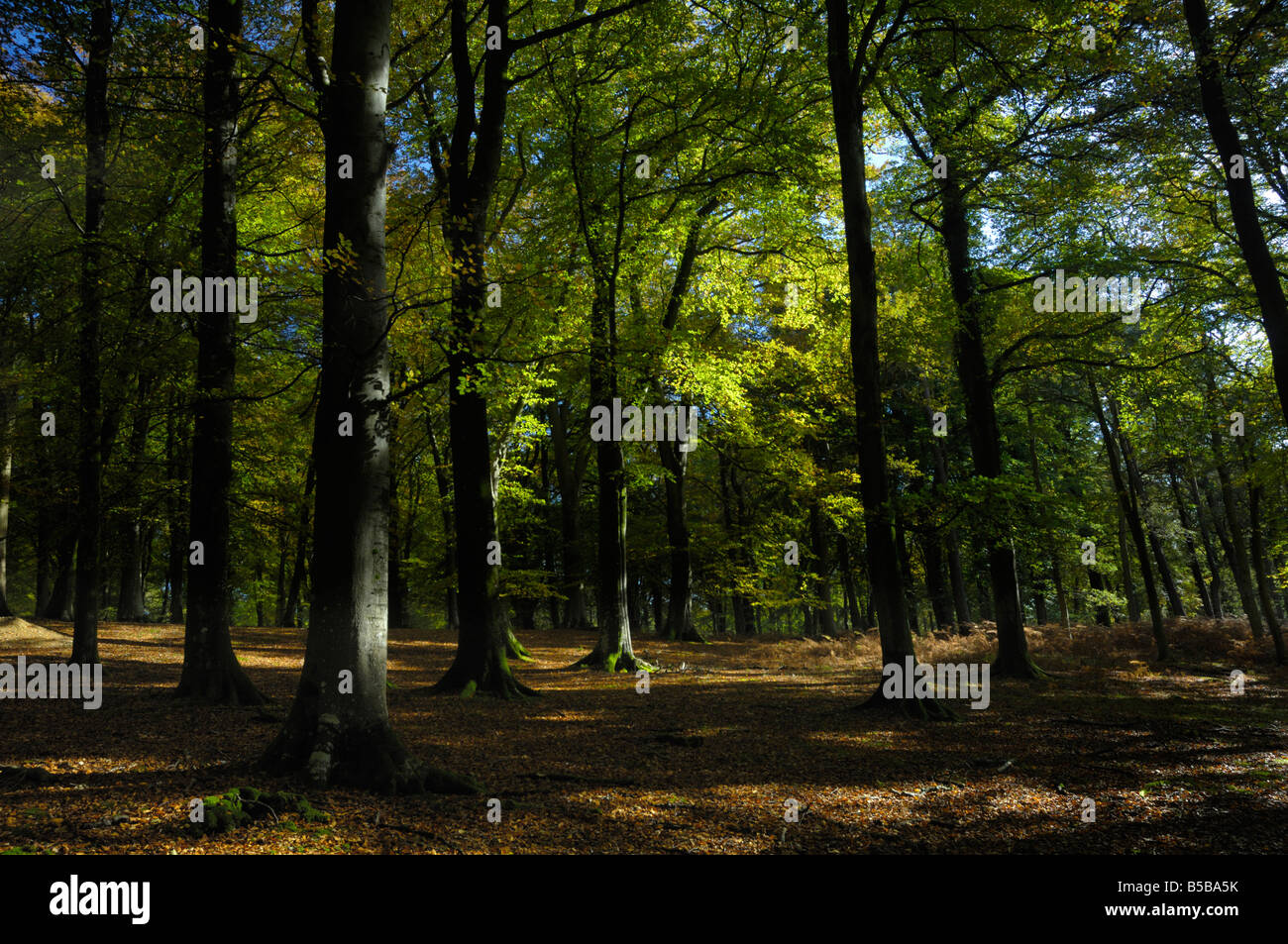Beech wood landscape in autumn Stock Photo - Alamy
