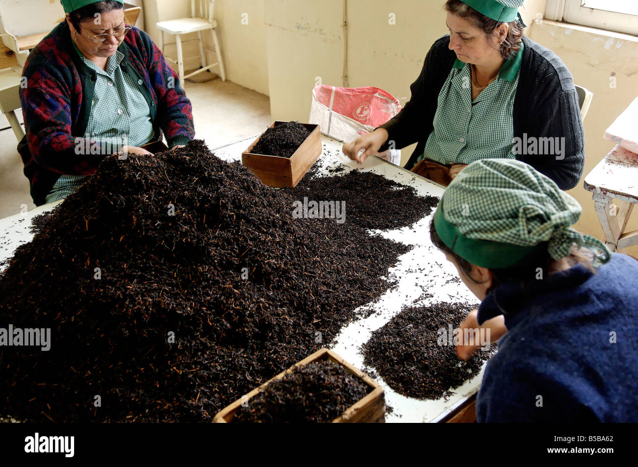 The Azorean Tea Factory, Gorreana, Sao Miguel Island, Azores, Portugal ...