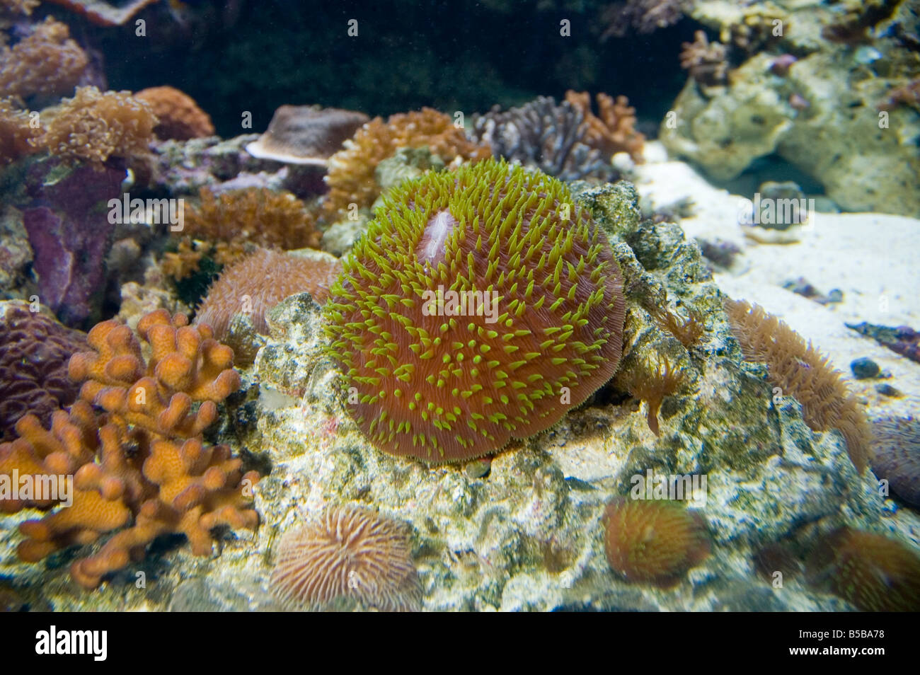 solitary coral Fungiidae Stock Photo - Alamy