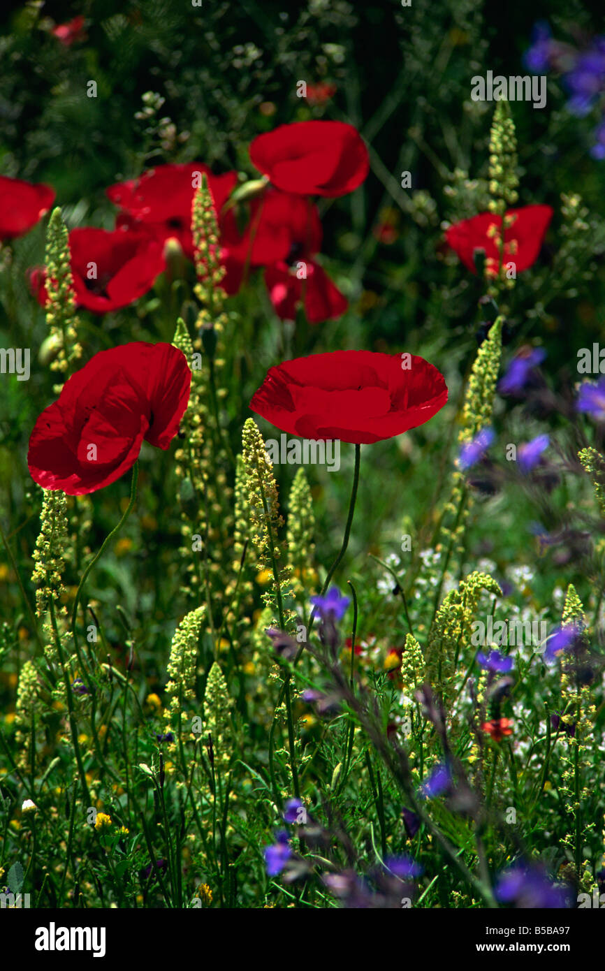 Wild flowers and poppies, Cappadocia, Anatolia, Turkey Minor, Eurasia ...