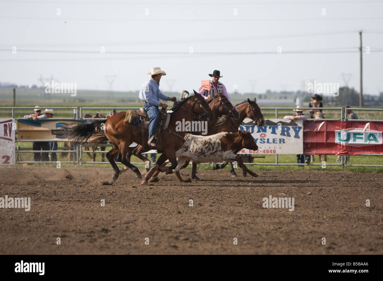 Steer steers hi-res stock photography and images - Alamy
