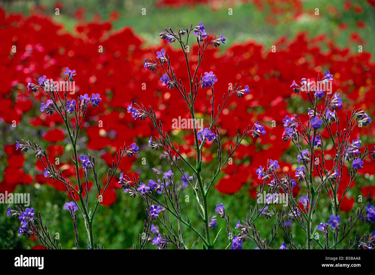 Wild flowers and poppies, Anatolia, Turkey Minor, Eurasia Stock Photo ...