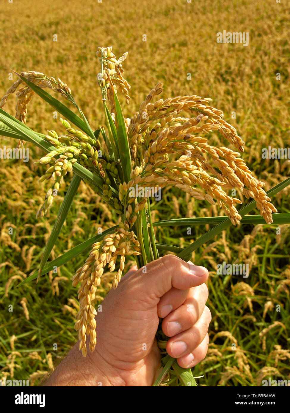 Rice. Catalonia. Spain. Oryza sativa Stock Photo - Alamy