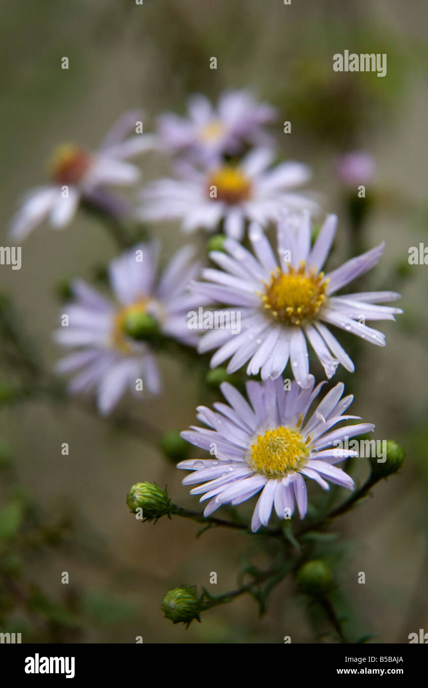 michaelmas daisy flowers Stock Photo - Alamy