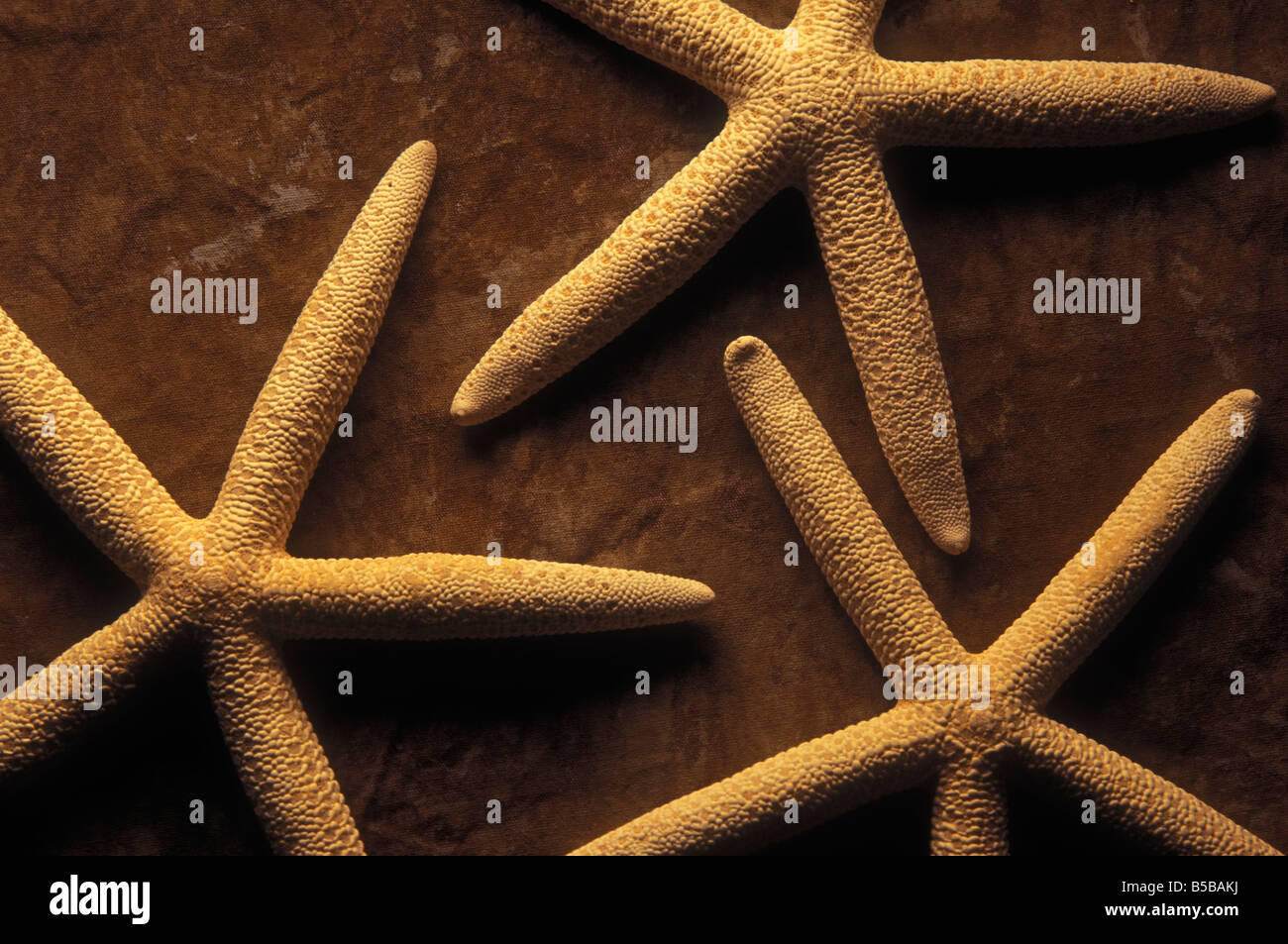 3 arms hi-res stock photography and images - Alamy