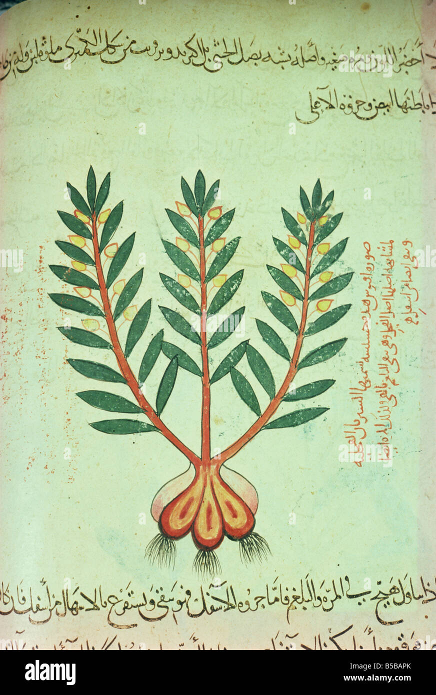 Illustrated manuscript showing plant Topkapi Palace Library Istanbul ...