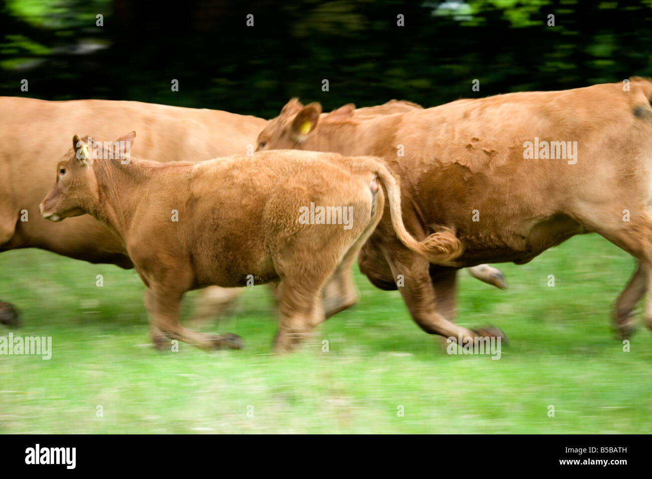 cattle running farm cornwall Stock Photo - Alamy