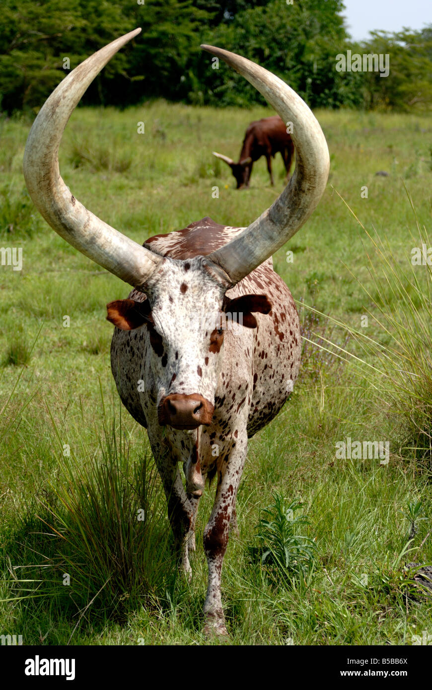 Ankole cows, Uganda, East Africa, Africa Stock Photo - Alamy
