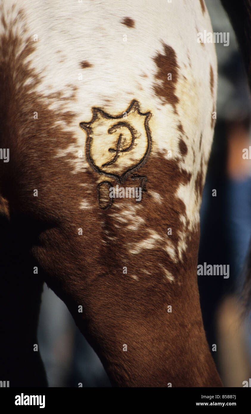 Horse brand not cattle hi-res stock photography and images - Alamy