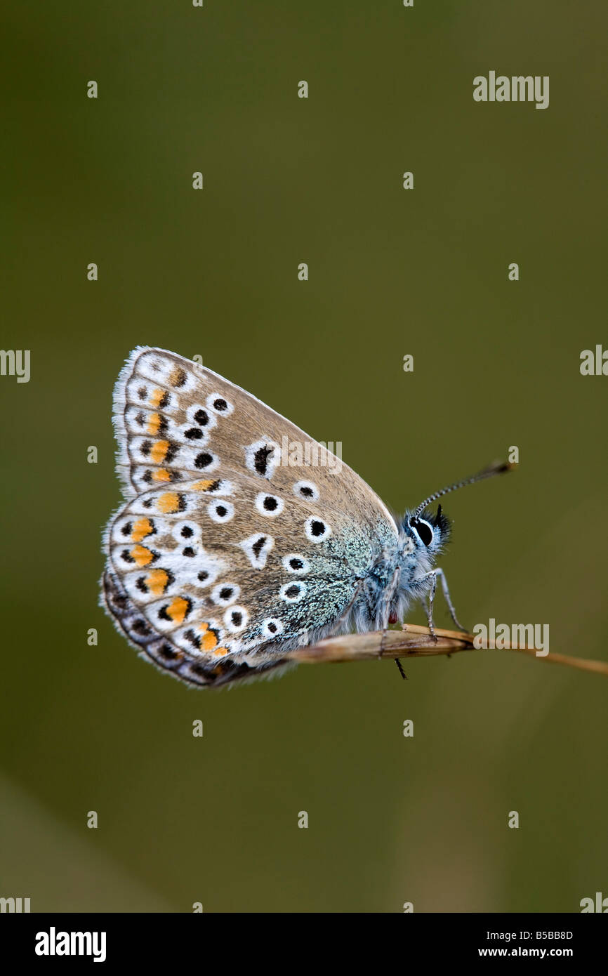 Female butterfly hi-res stock photography and images - Alamy