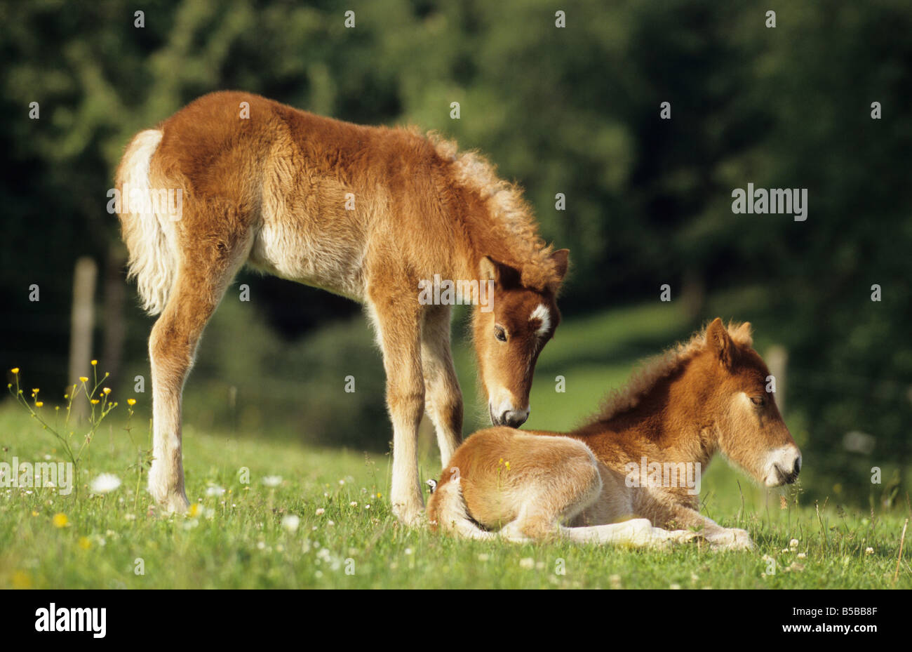 Icelandic Horse (Equus caballus), two foals on a meadow Stock Photo - Alamy