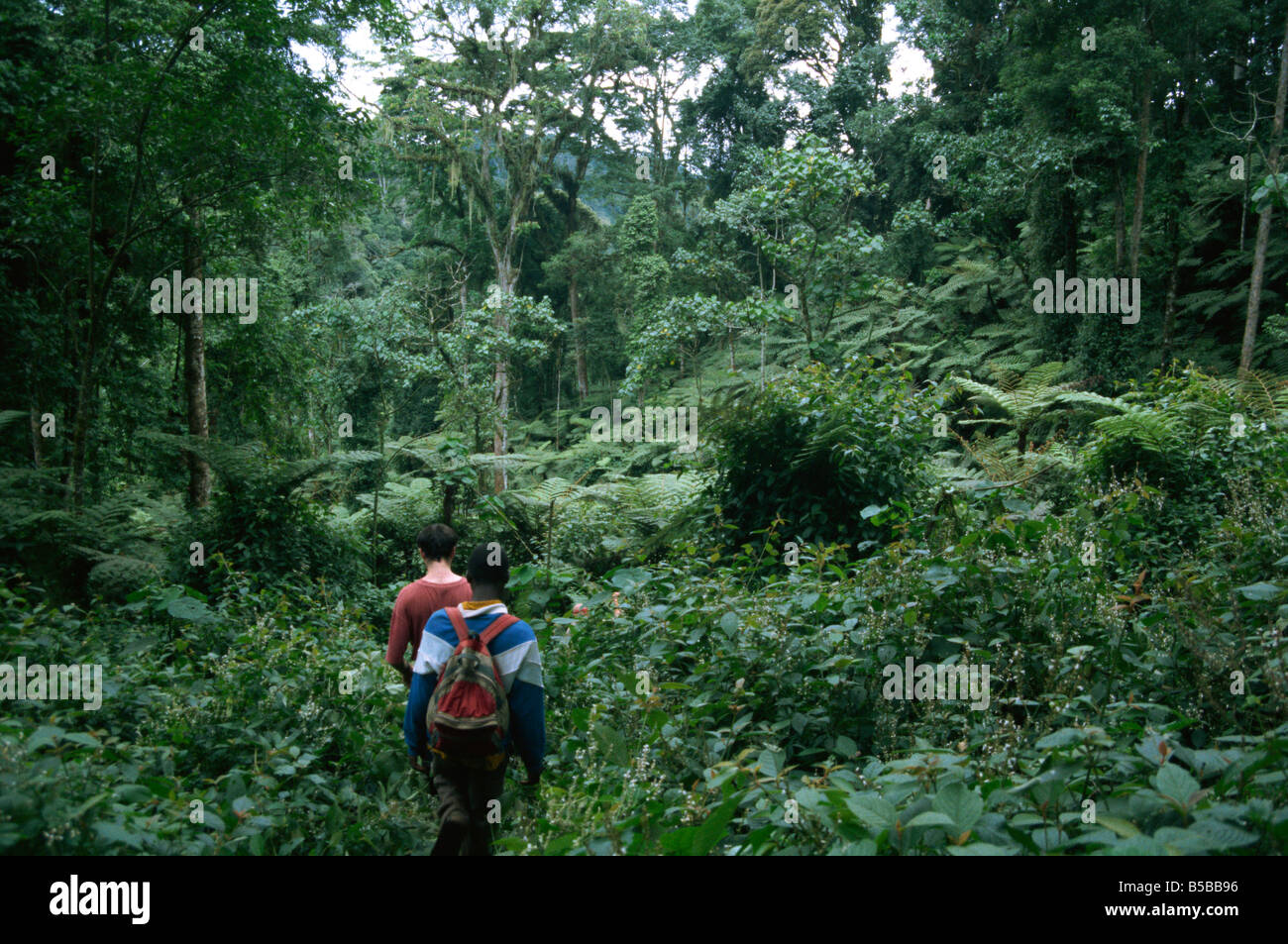 Tracking mountain gorillas Bwindi Impenetrable Forest UNESCO World ...