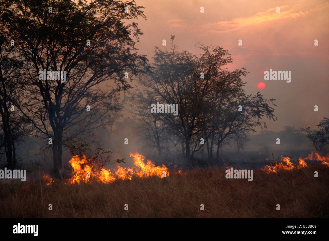 Burning the stubble wind blown fire at sunset Uganda East Africa Africa ...