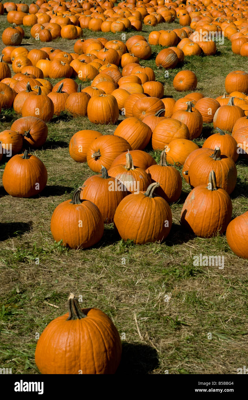 Large Pumpkins lying in a grass field Stock Photo - Alamy