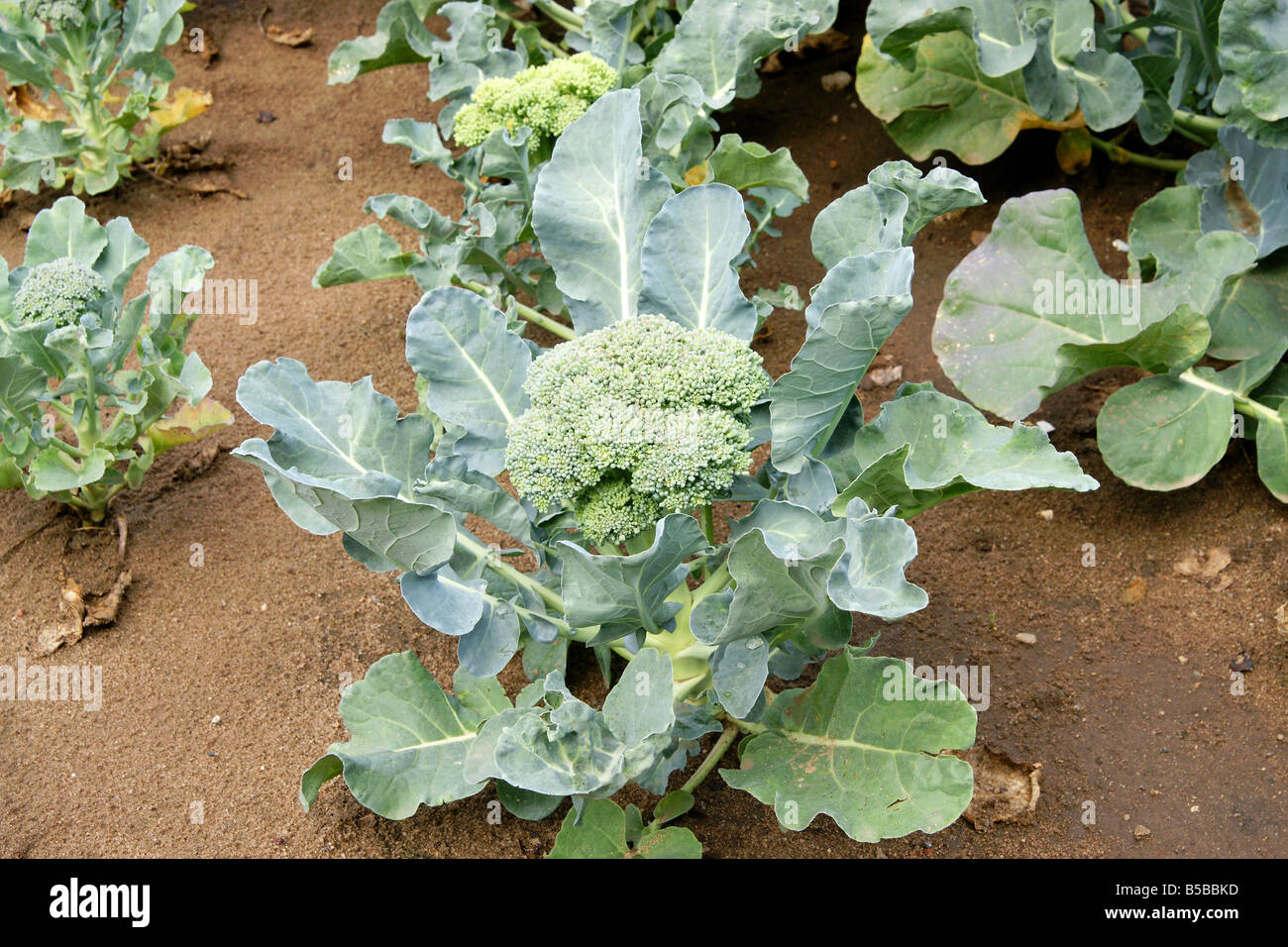 broccoli in field Stock Photo - Alamy