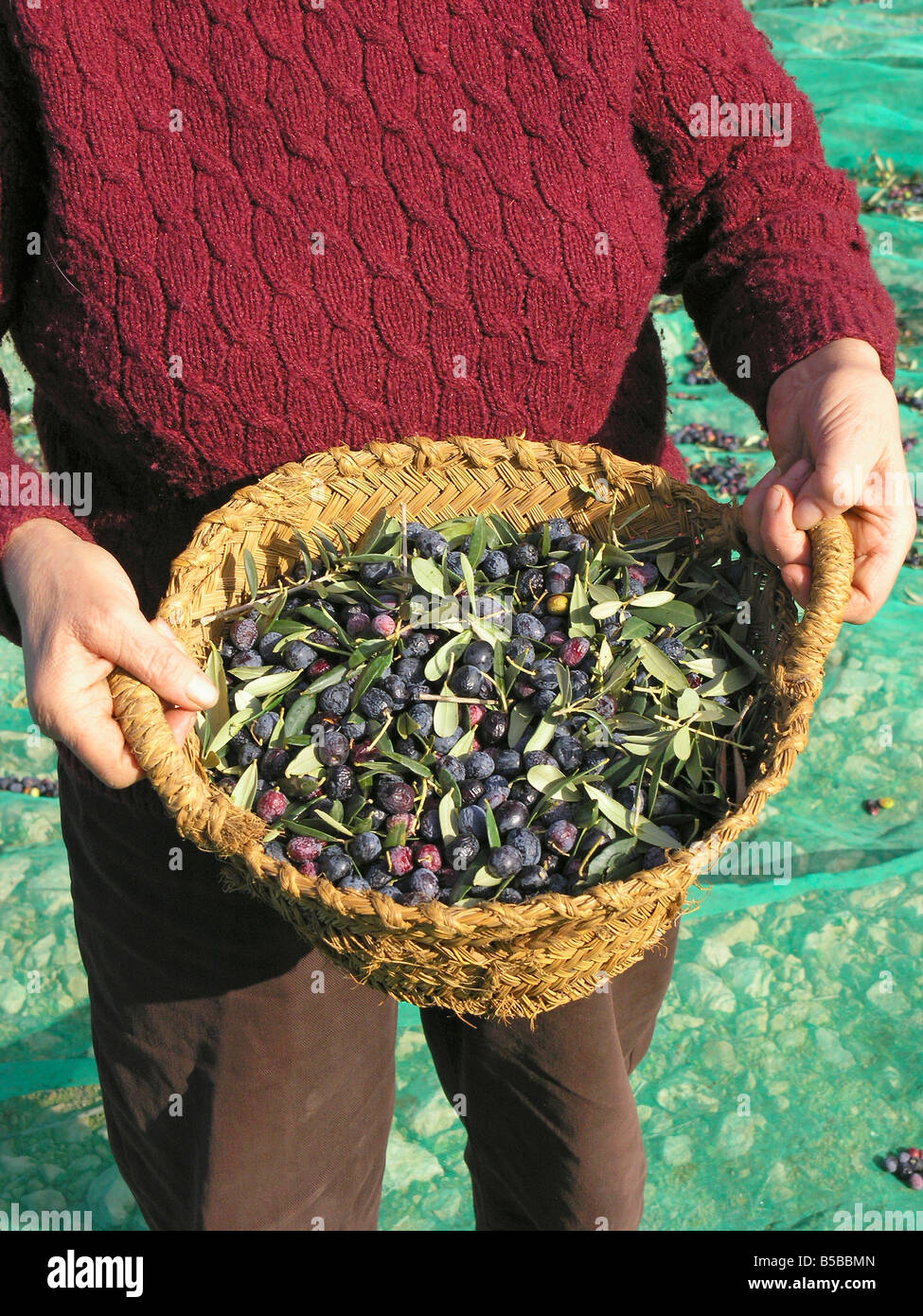 Women harvest the olives by hand hi-res stock photography and images ...