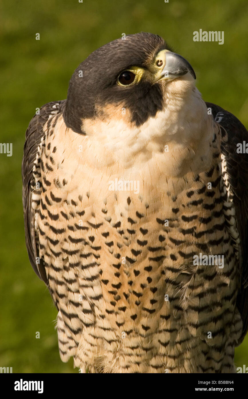 Peregrine Falcon Falco peregrinus Stock Photo - Alamy