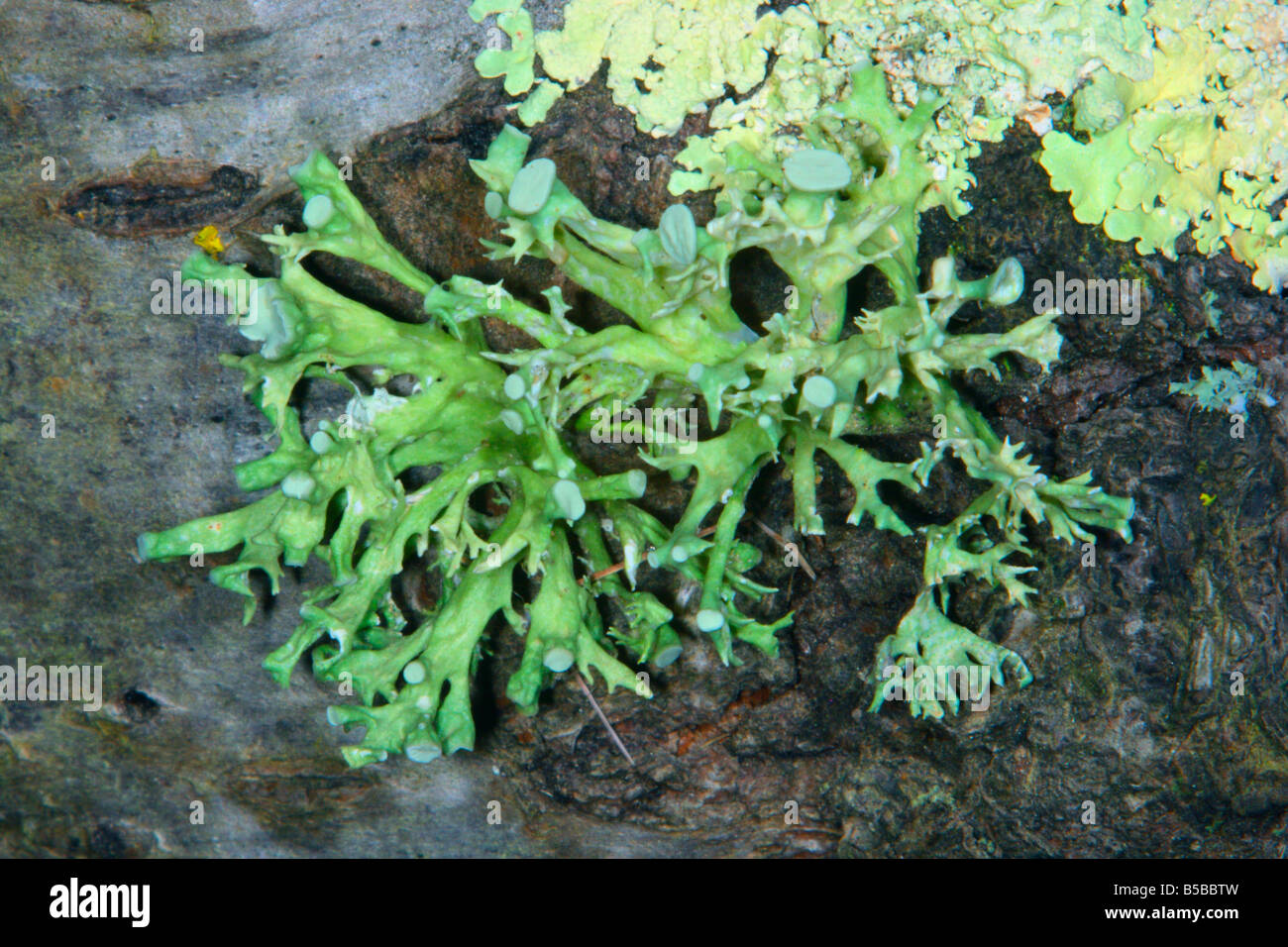 Cartilage Lichen Stock Photos & Cartilage Lichen Stock Images - Alamy