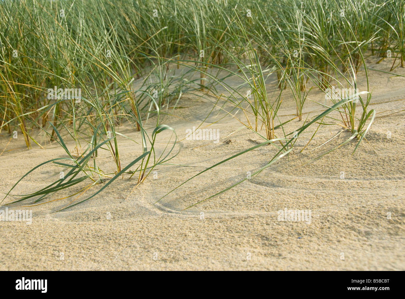 Marron grass hi-res stock photography and images - Alamy