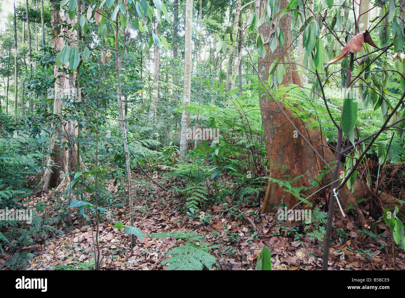 Rain tree singapore botanic gardens hi-res stock photography and images ...
