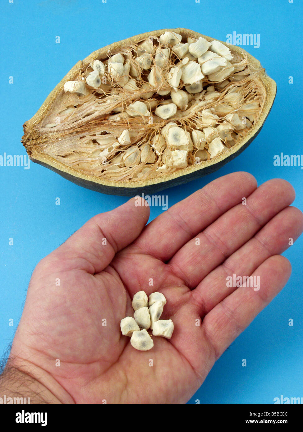 Baobab tree fruit Adansonia digitata Stock Photo - Alamy