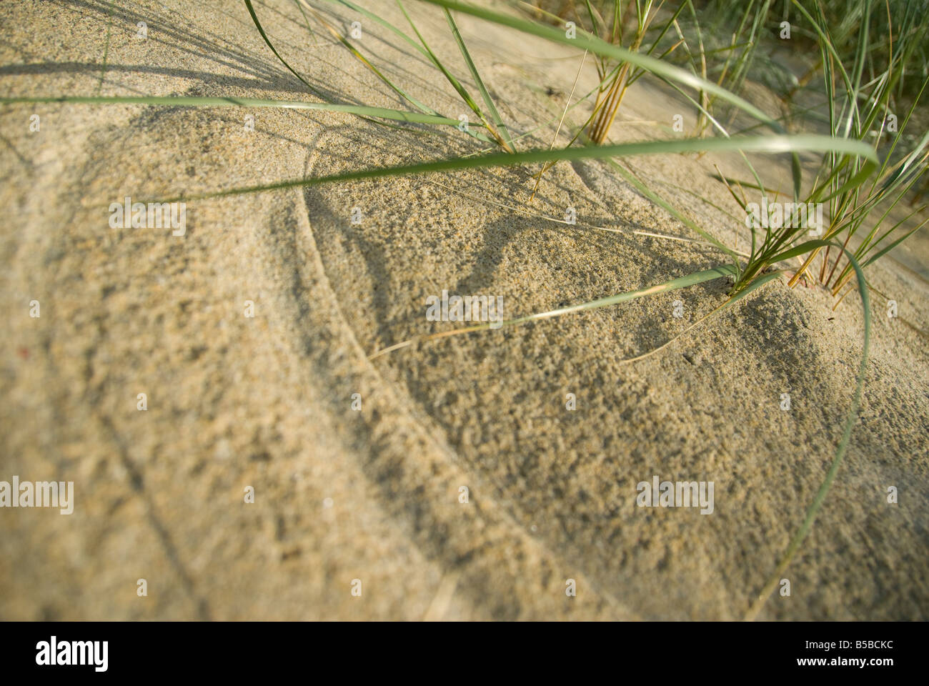 Shows marron grass creating circles in the sand as they are blown by ...