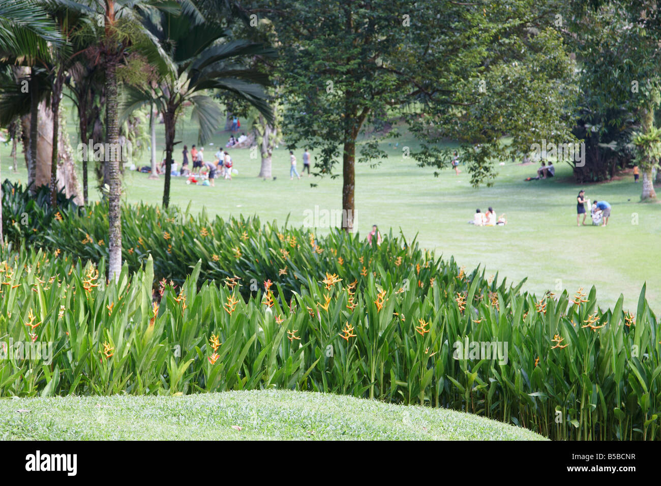 Rain tree singapore botanic gardens hi-res stock photography and images ...