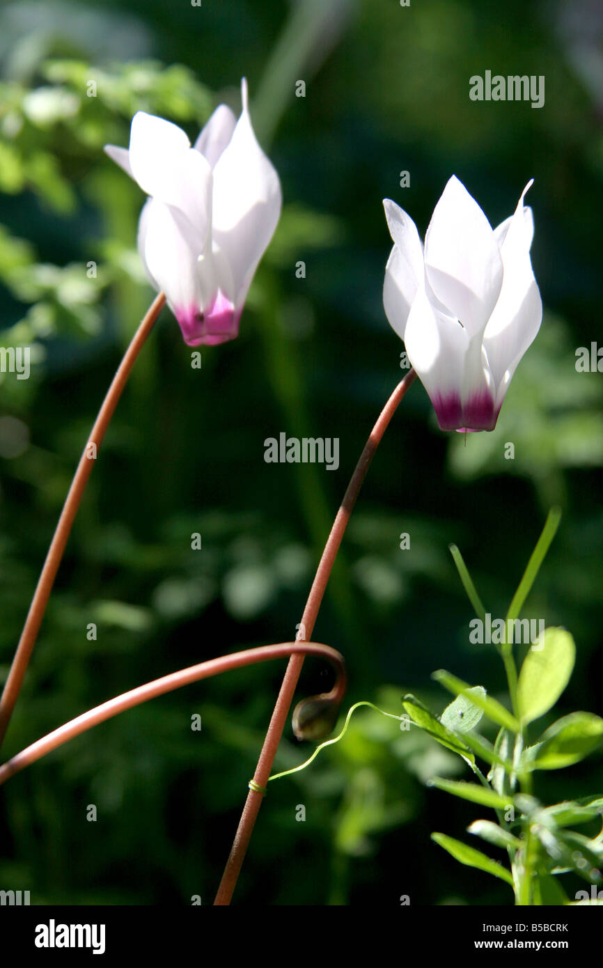 Rakefet hi-res stock photography and images - Alamy