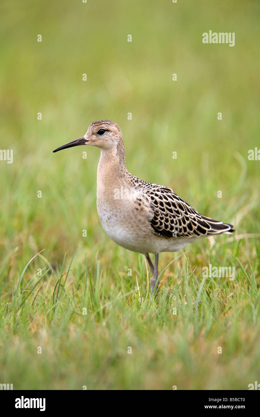 Ruff hi-res stock photography and images - Alamy