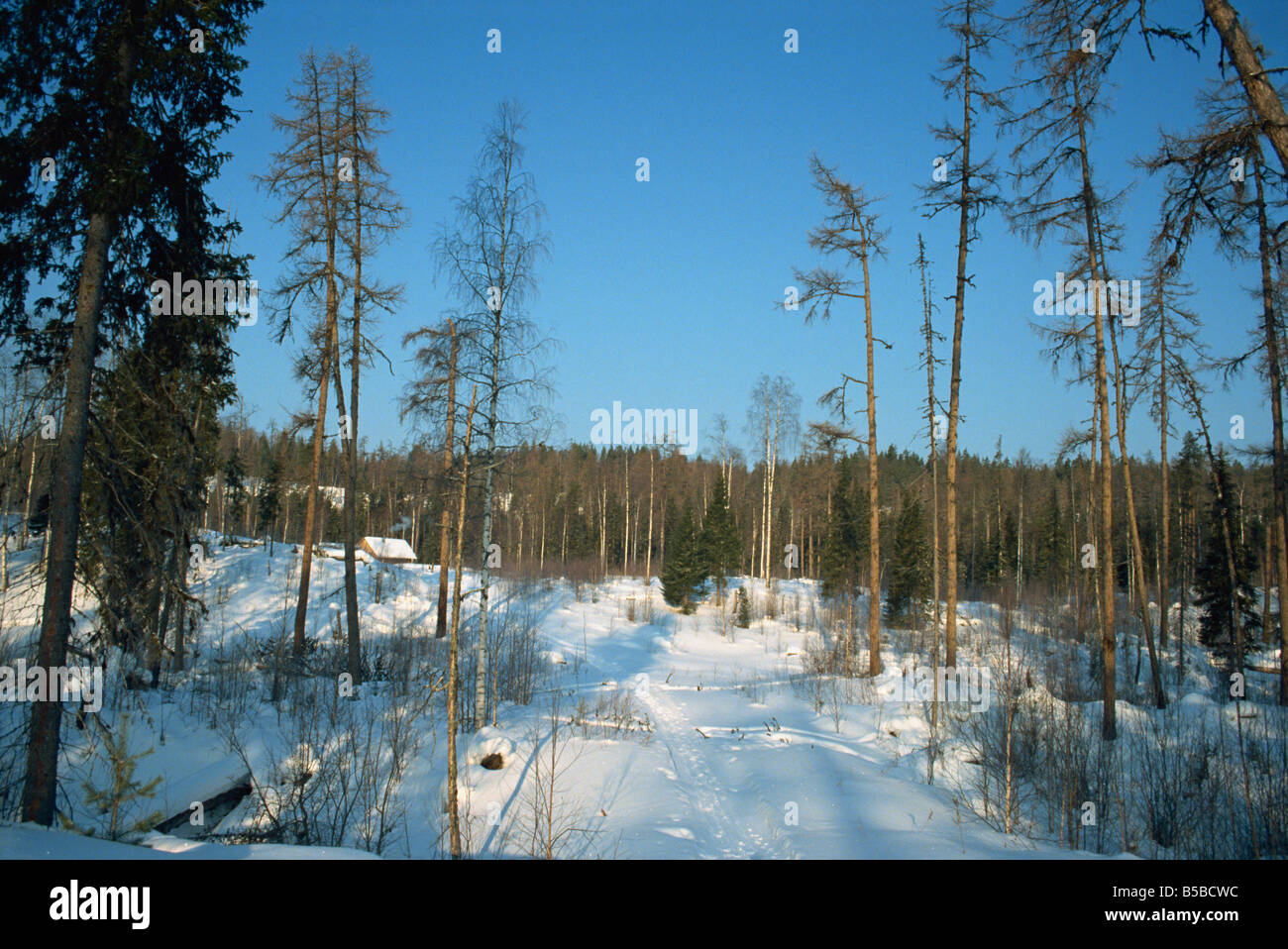 Pinega hi-res stock photography and images - Alamy