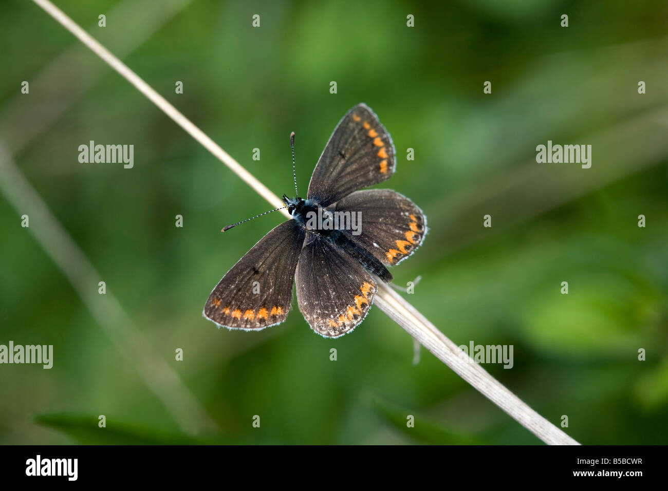 brown argus butterfly Aricia agestis Stock Photo - Alamy