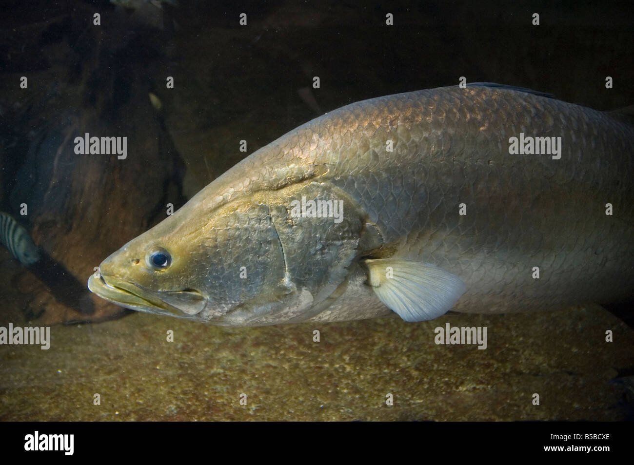 Barramundi underwater Giant Perch Lates calcarifer Stock Photo - Alamy