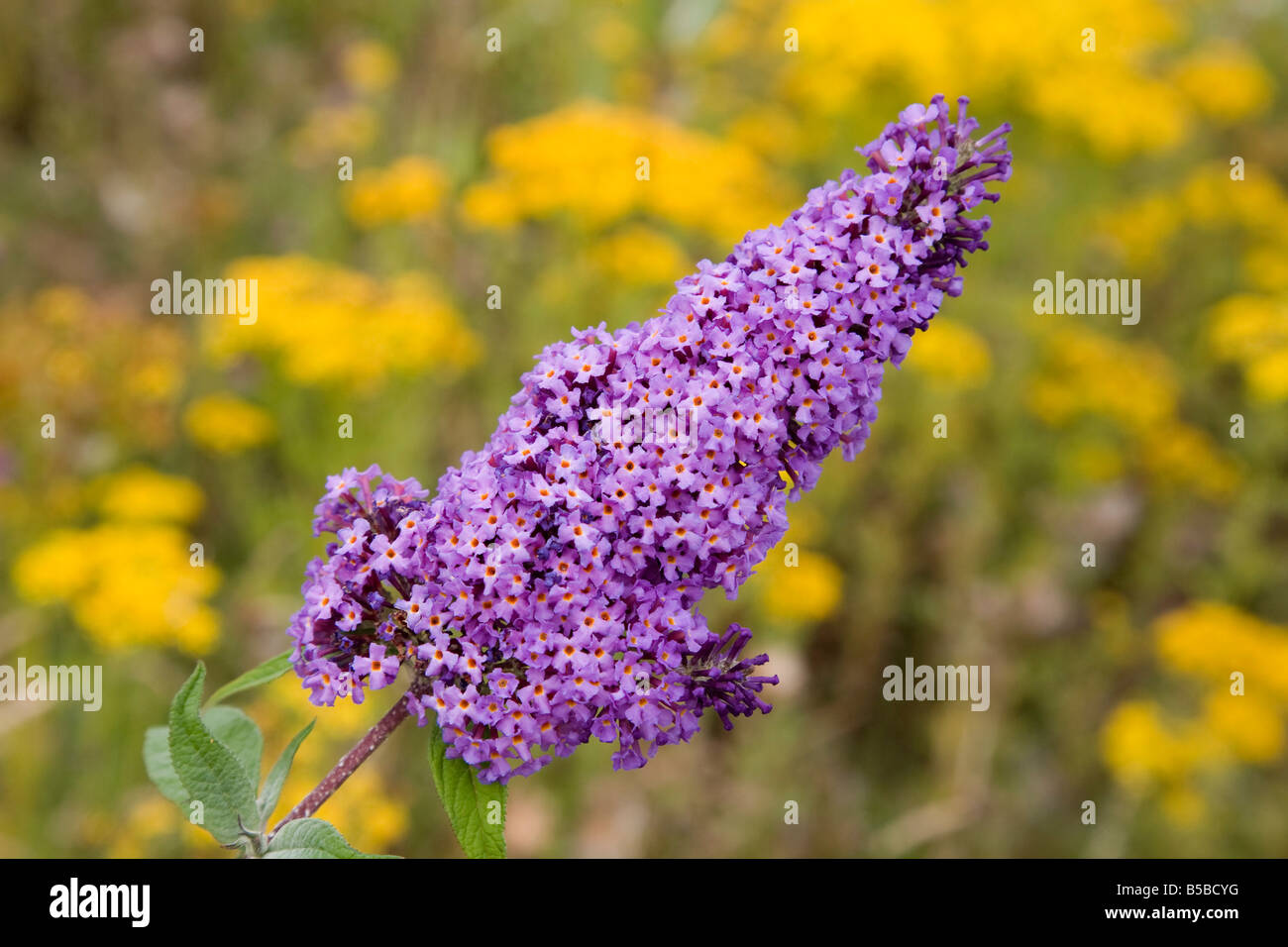 Buddleia leaf hi-res stock photography and images - Alamy