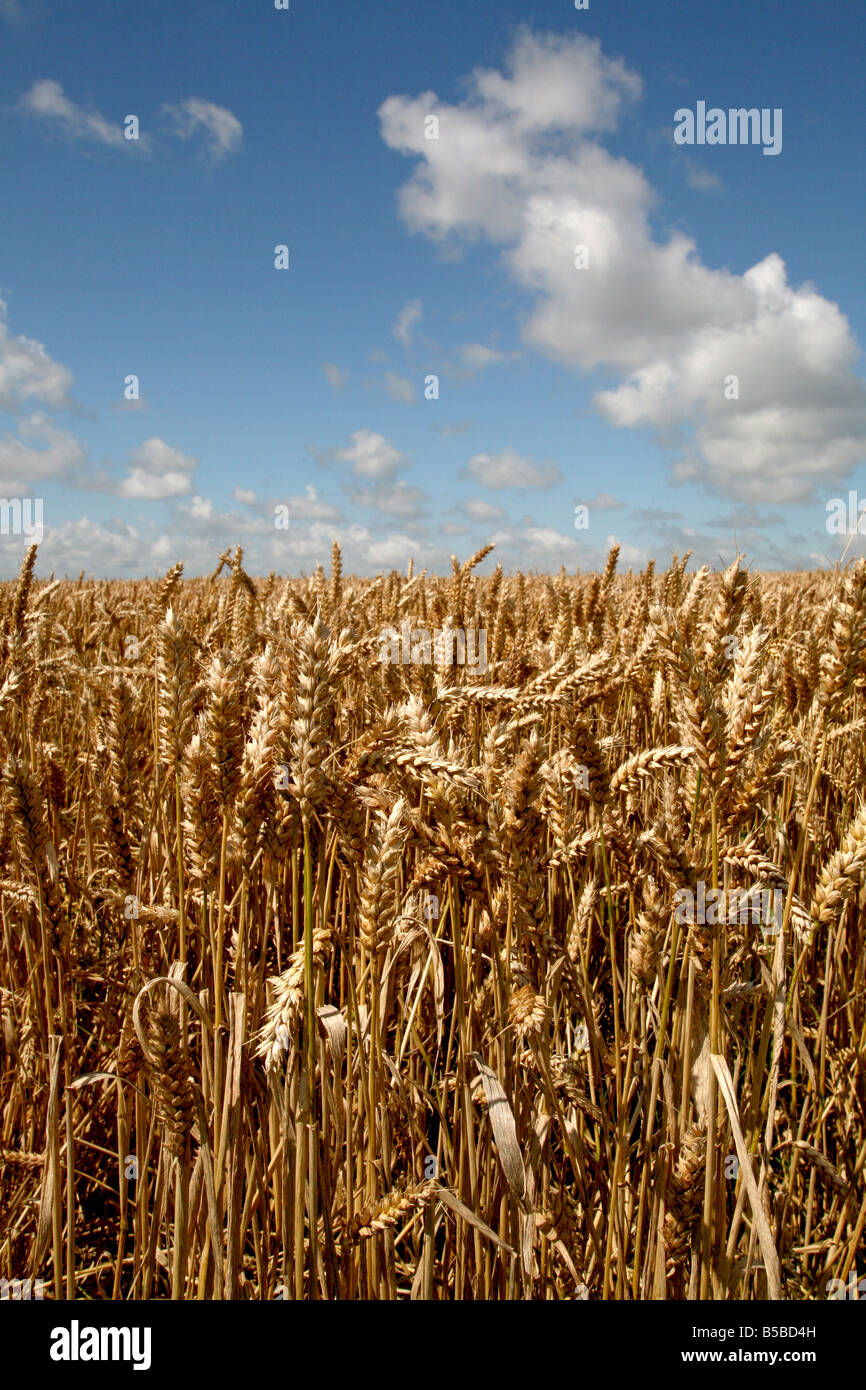 field of wheat Stock Photo - Alamy